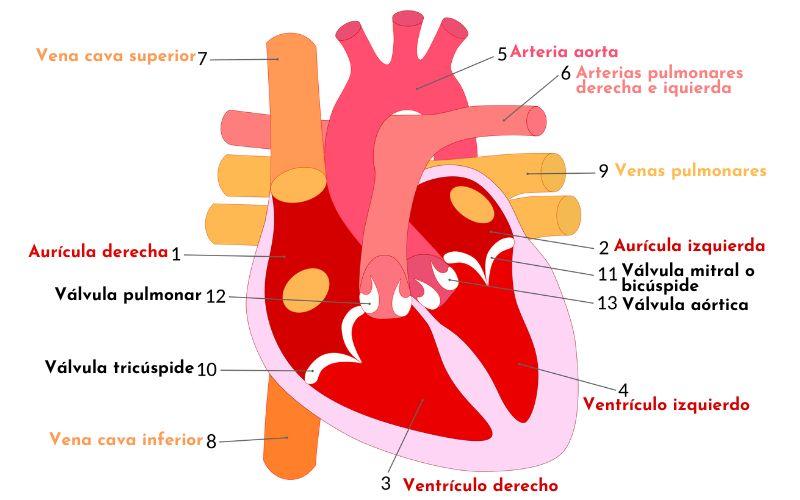 ¿Cuáles son las diferencias entre aurículas y ventrículos?