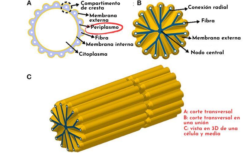 Espacio periplásmico: qué es, características y funciones