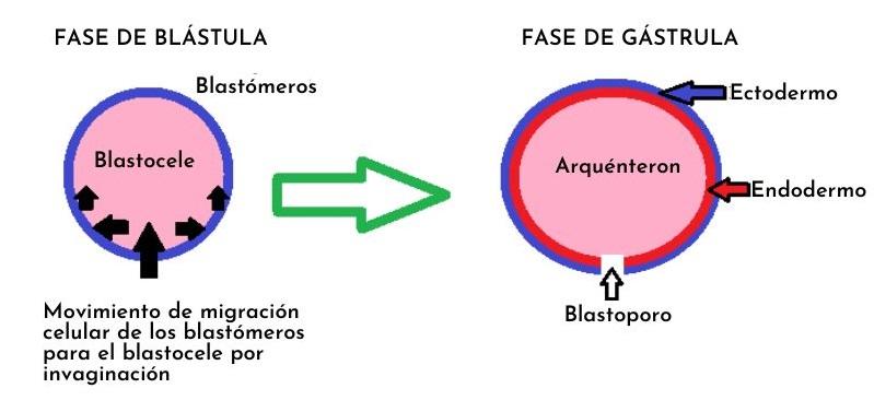 Gastrulacion Definicion EMBRIOLOGÍA DESARROLLO TEMPRANO EN PECES