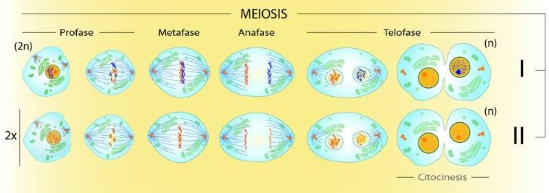 Leptoteno: qué es, profase, características e importancia
