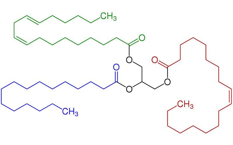 Lipogénesis: qué es, características, funciones y reacciones