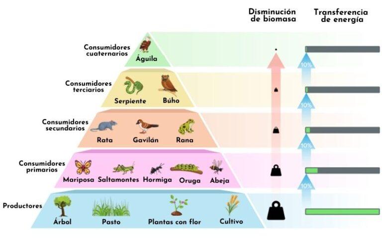 Niveles tróficos y organismos que los componen (con ejemplos)