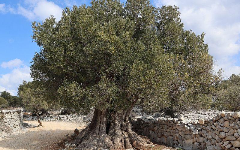 Olivo: qué es, característivas, hábitat, propiedades, cultivo y plagas