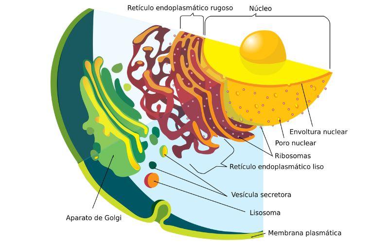 Organelos celulares en célula animal y vegetal: qué son, características
