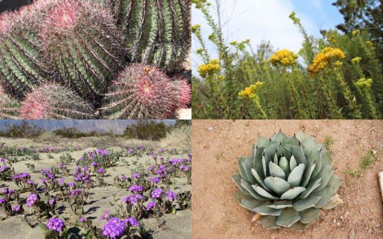 Descubre La Increíble Diversidad Del Desierto: Secretos, Flora Y Fauna ...