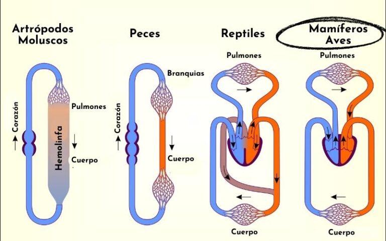 Sistema circulatorio de las aves: qué es, estructura