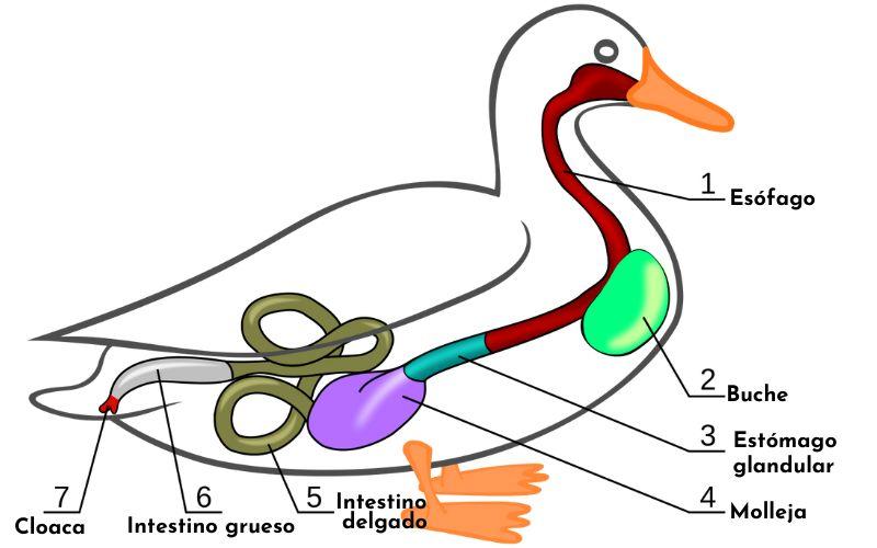 El Sistema Digestivo De Un Pollo Para Dummies | My XXX Hot Girl