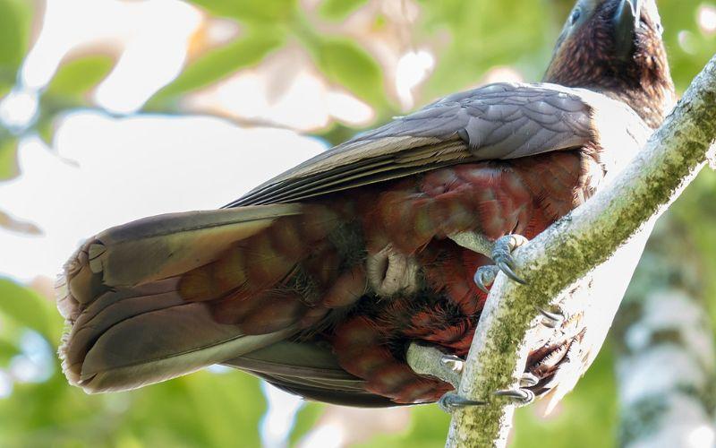 Sistema excretor de las aves: qué es, estructura y elementos
