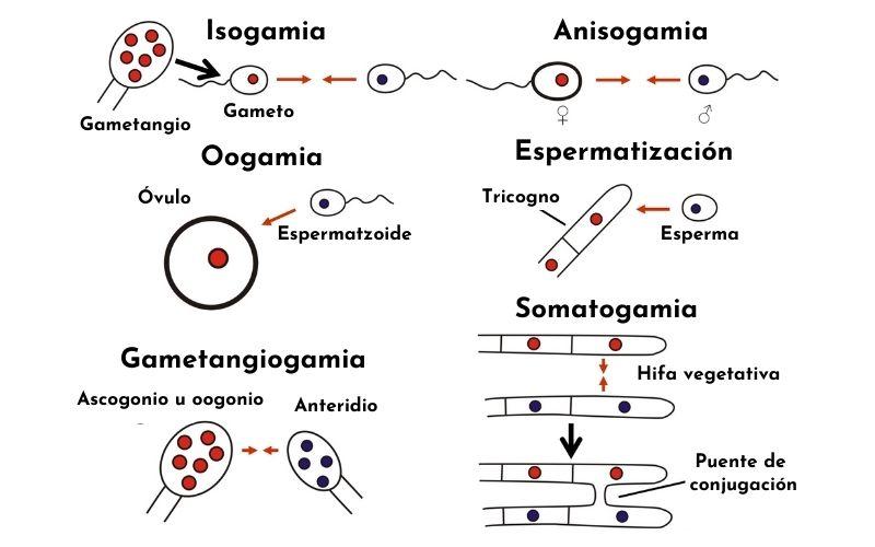 Tipos de fecundación y sus características