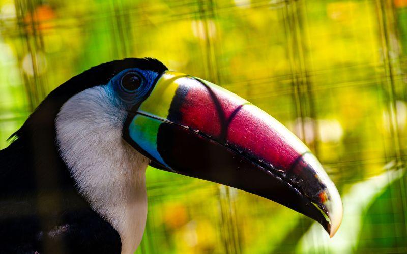 Tucán: qué es, características, hábitat, reproducción, alimentación
