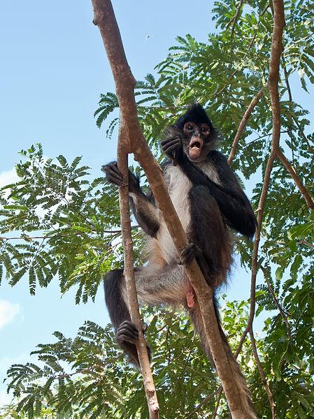 Selva perennifolia: características, flora, fauna, clima, relieve