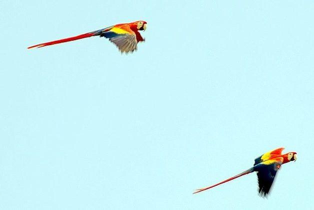 Guacamaya roja: qué es, características, hábitat, reproducción