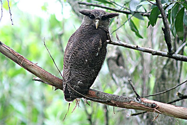 Búho: qué es, características, hábitat, reproducción, comportamiento