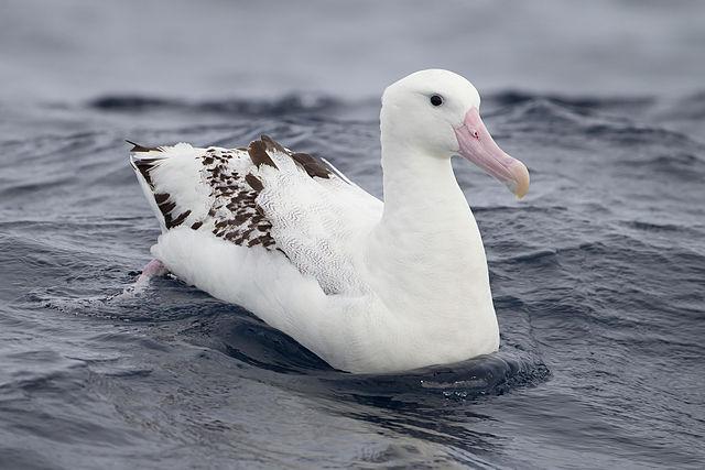 Albatros: qué es, características, vulnerabilidad, reproducción