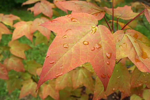 Liquidambar: qué es, características, hábitat, usos, especies