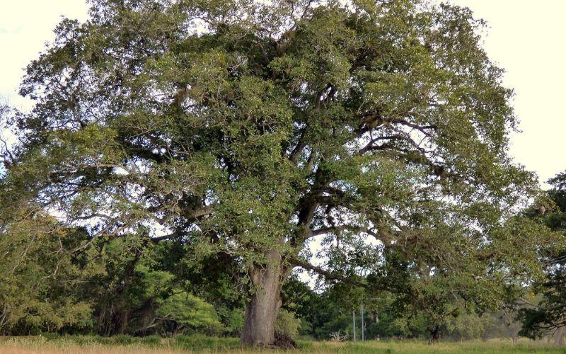 Ceiba: qué es, características, hábitat y especies