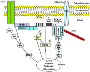 Integrinas: qué son, características, estructura, funciones