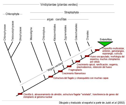 Algas verdes: qué son, características, hábitat, tipos, propiedades