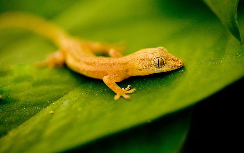 20 animales que reptan o se arrastran, y sus características