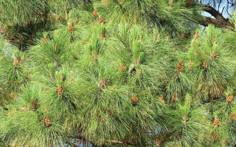 Pinus pseudostrobus: qué es, características, hábitat, usos, cultivo
