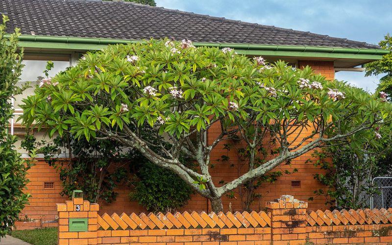 Enfermedades Y Plagas De La Plumeria Plumeria Frangipani