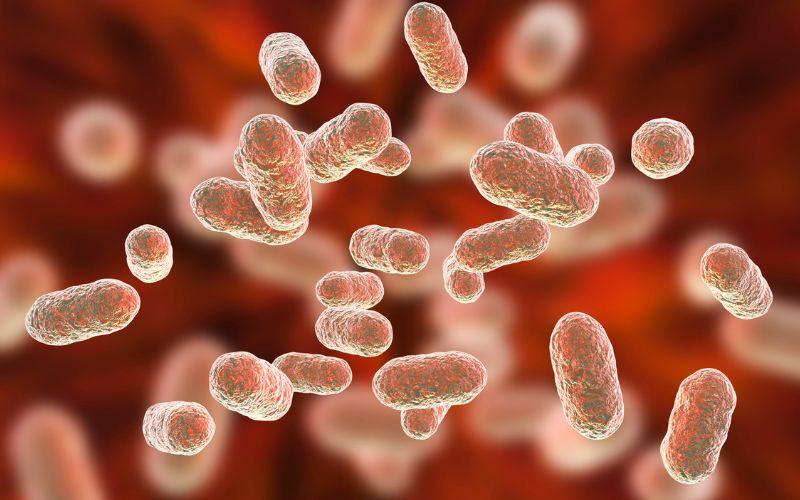 Porphyromonas gingivalis: qué es, características, ciclo de vida