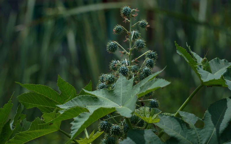 Ricinus communis: qué es, características, hábitat, toxicidad, usos
