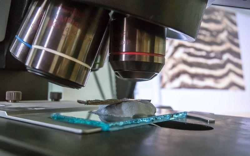 Aceite de inmersión: qué es, características, usos, cuidados