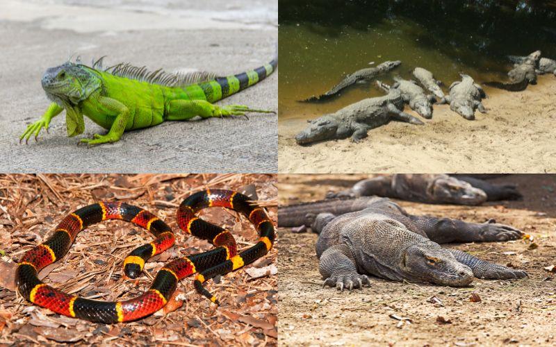 20 animales que reptan o se arrastran, y sus características