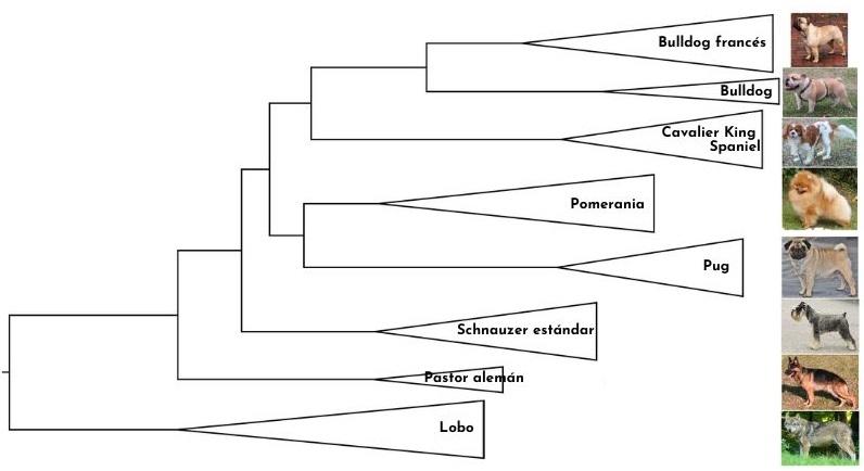 Árbol filogenético: qué es, características, tipos, ejemplos