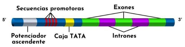 Caja TATA: qué es, características, papel, factores de transcripción