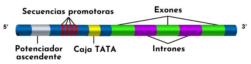 Caja TATA: qué es, características, papel, factores de transcripción