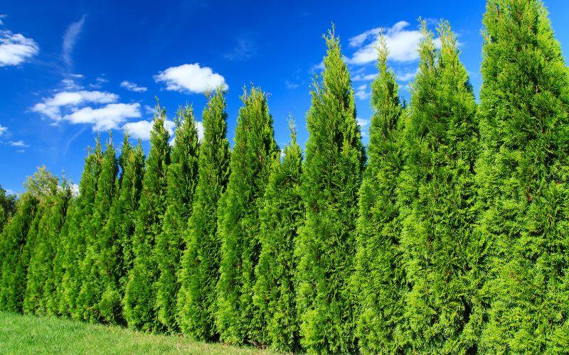 Ciprés: qué es, características, hábitat, usos, enfermedades