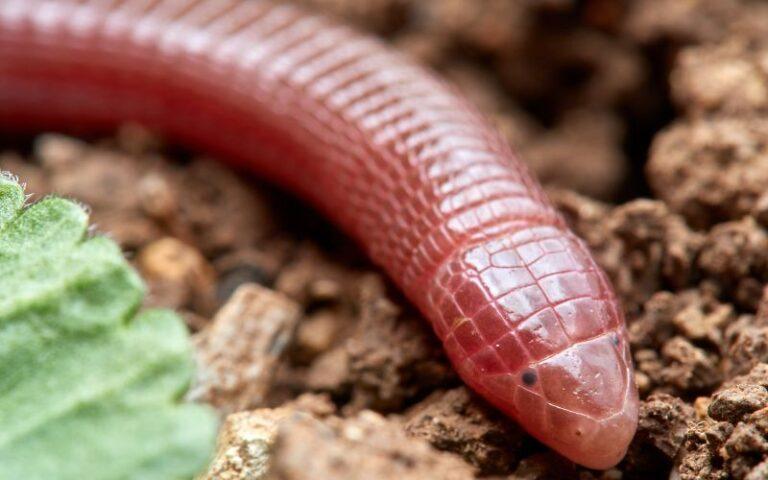 20 Animales Que Reptan O Se Arrastran Y Sus Características