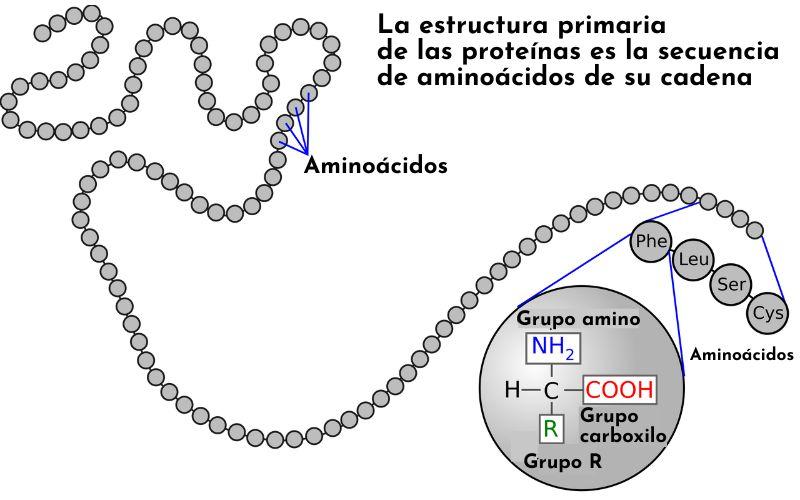 Estructura De Aminoácidos De Proteínas