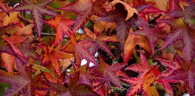 Liquidambar: qué es, características, hábitat, usos, especies