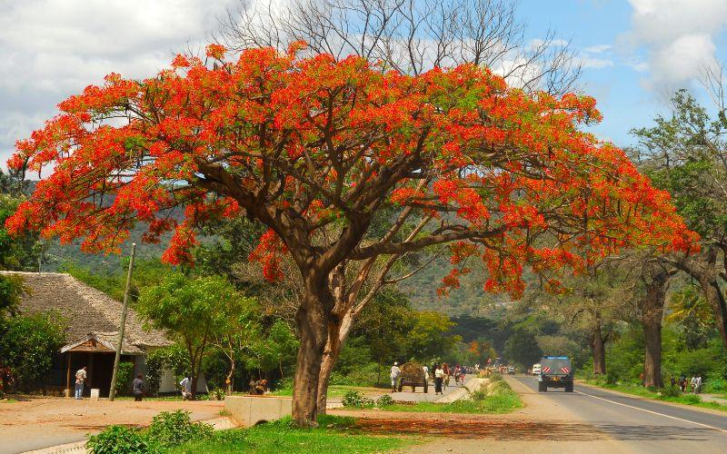 Flamboyán: qué es, características, hábitat, reproducción, usos