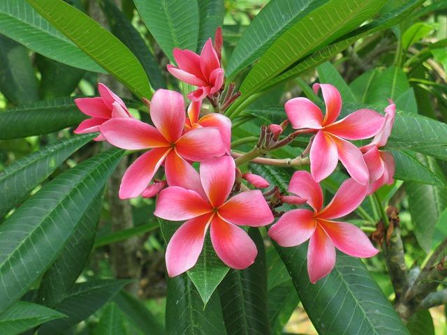 Plumeria rubra: qué es, características, hábitat, usos y plagas
