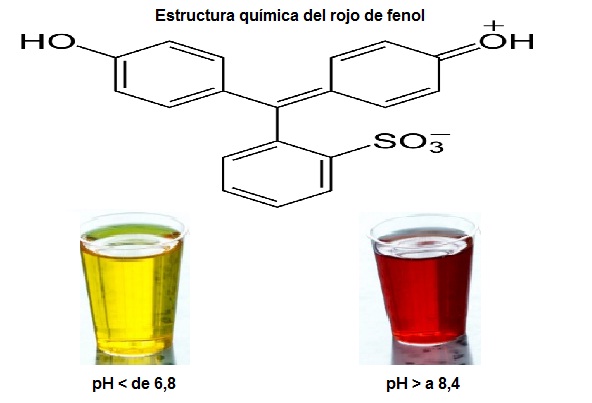 Rojo de fenol: características, preparación, aplicaciones