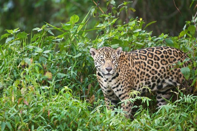 22 Animales de la Amazonía Ecuatoriana (Oriente)
