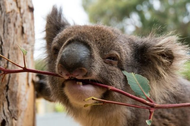 Koala: qué es, características, hábitat, reproducción, alimentación