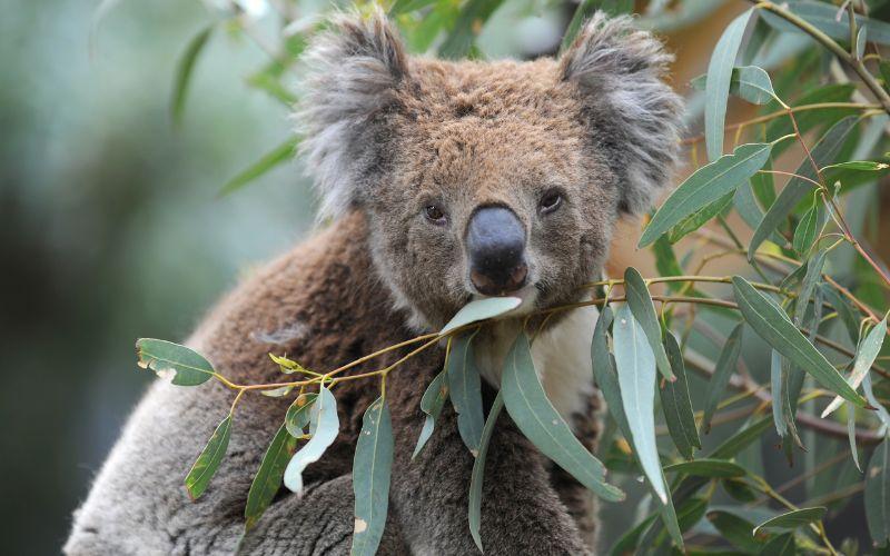Koala: qué es, características, hábitat, reproducción, alimentación