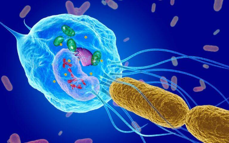 Macrófagos: qué son, características, formación, tipos, funciones