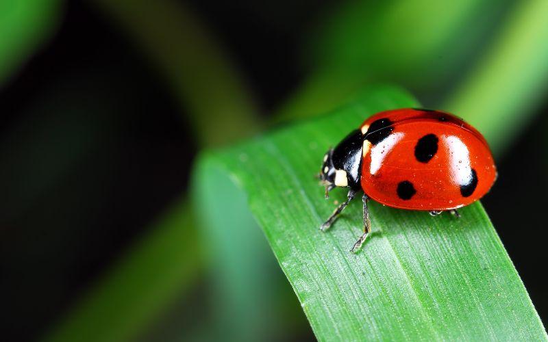 Mariquitas: qué son, características, control biológico, especies
