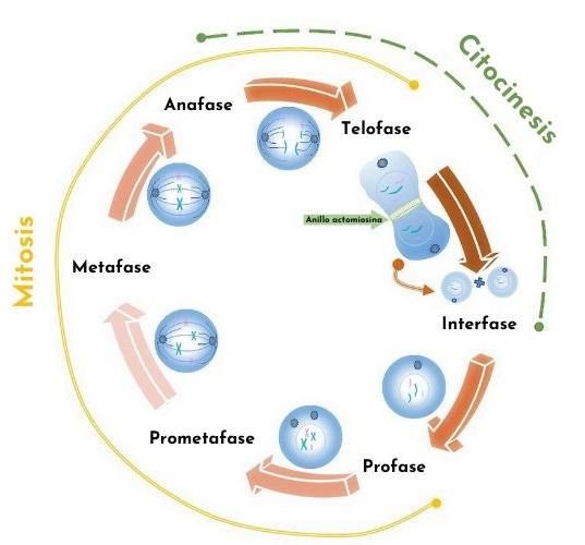 Diagrama De Las Etapas De La Mitosis