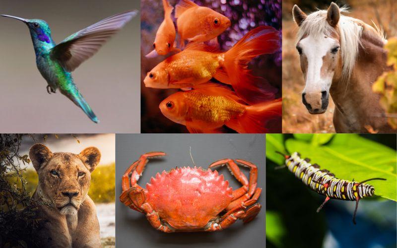 Metazoos: qué son, características, tipos, hábitat, enfermedades