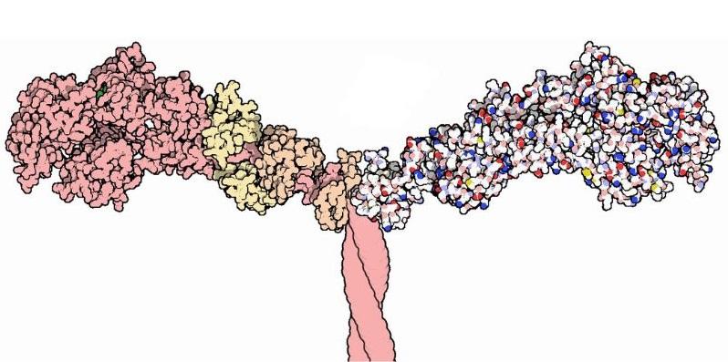 Miosina: qué es, estructura, características, funciones, enfermedades
