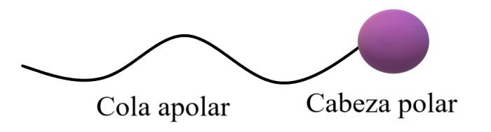Moléculas anfipáticas: qué son, estructura, características, ejemplos