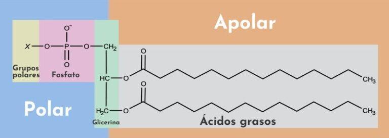 Moléculas anfipáticas: qué son, estructura, características, ejemplos