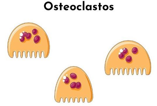 Osteoclastos: qué son, formación, características, funciones